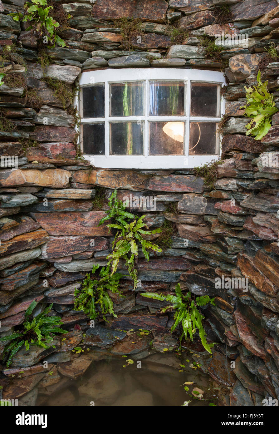 ferns growing out of stone wall with small pond water feature Alchemy ...