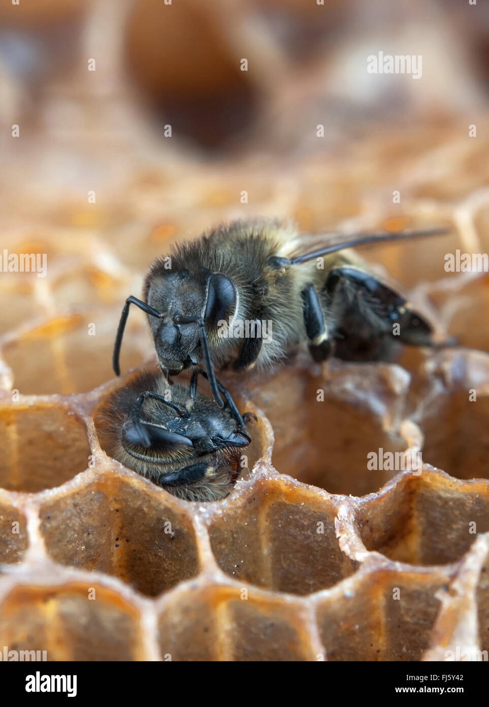 a bee looks after a young bee Stock Photo - Alamy