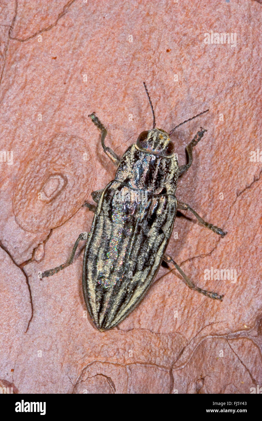 European sculptured pine borer (Chalcophora mariana), on bark, Germany ...