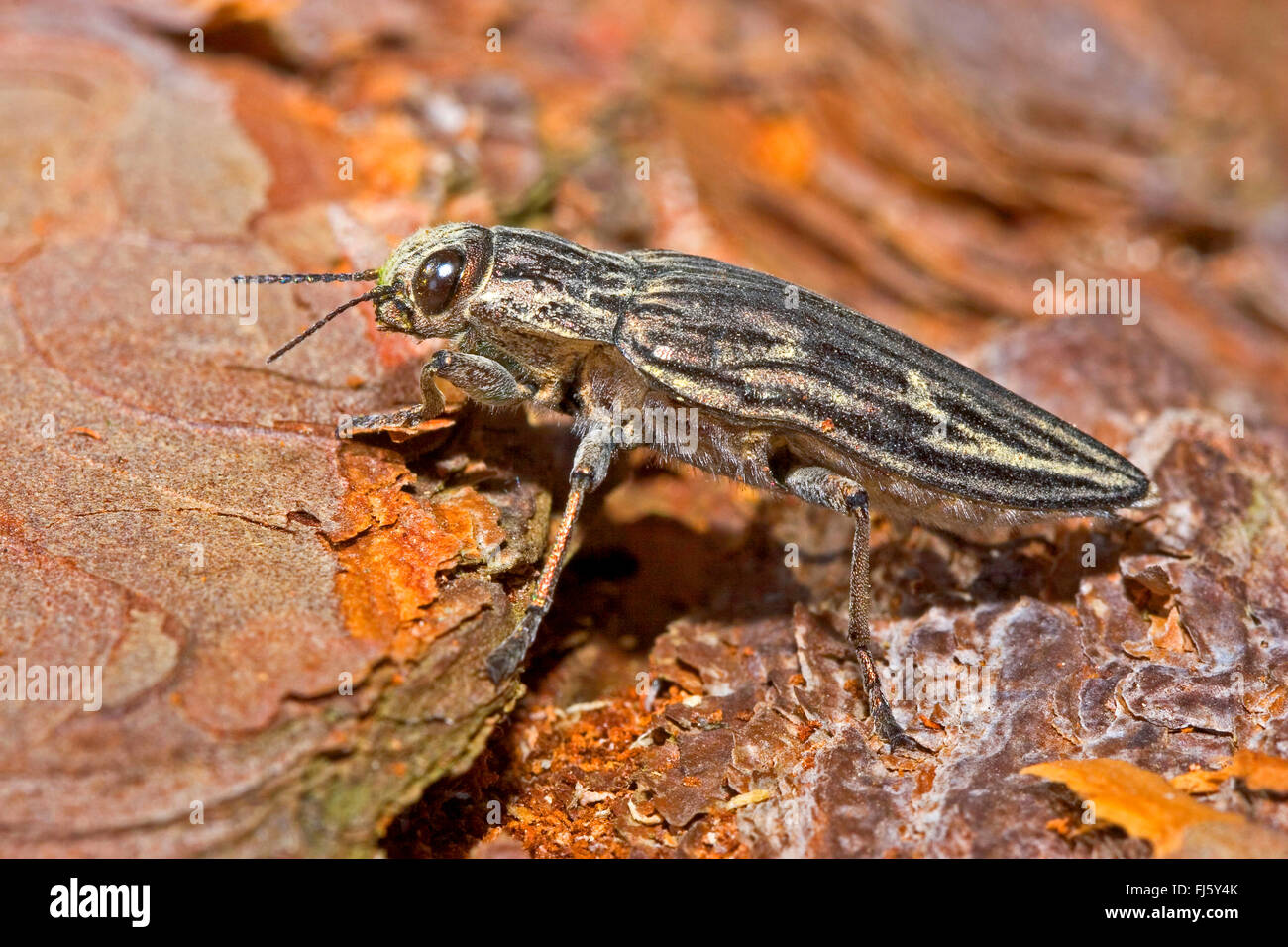 European sculptured pine borer (Chalcophora mariana), on bark, Germany ...