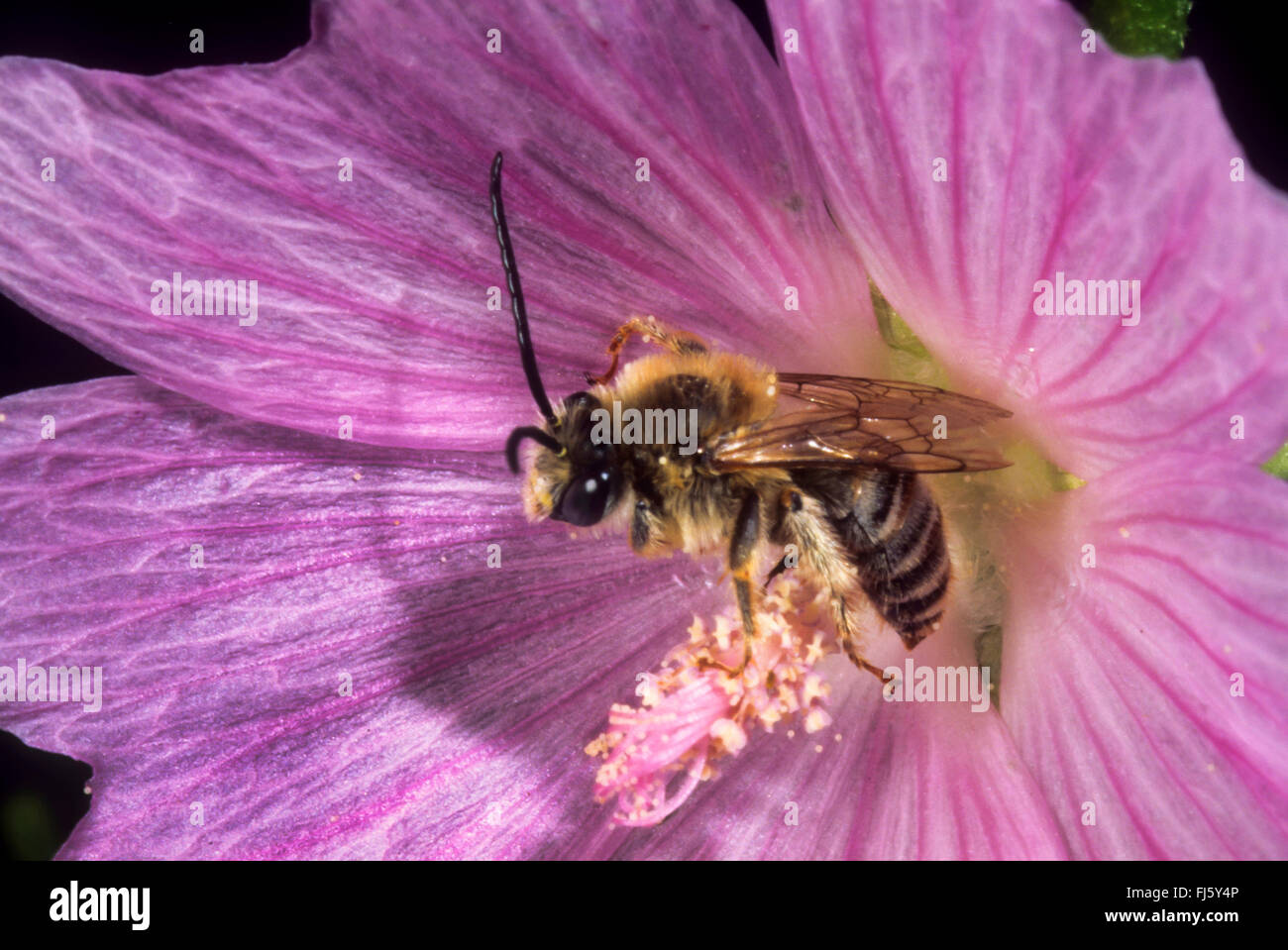 Tetralonia hi-res stock photography and images - Alamy