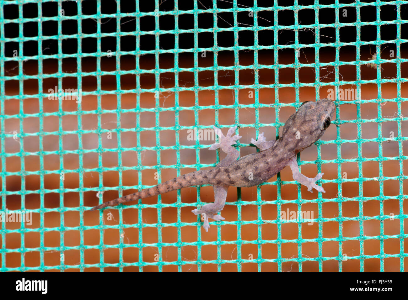 Asian leaf-toed gecko, Asian house gecko, cheechak (Hemidactylus cf ...