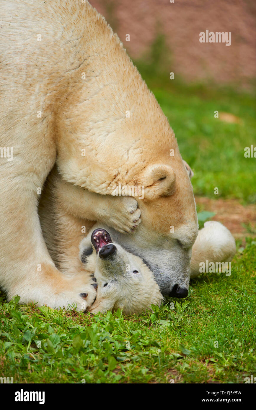 Polar Bear Ursus Maritimus Polar Bear Cub Playing With Its Mother