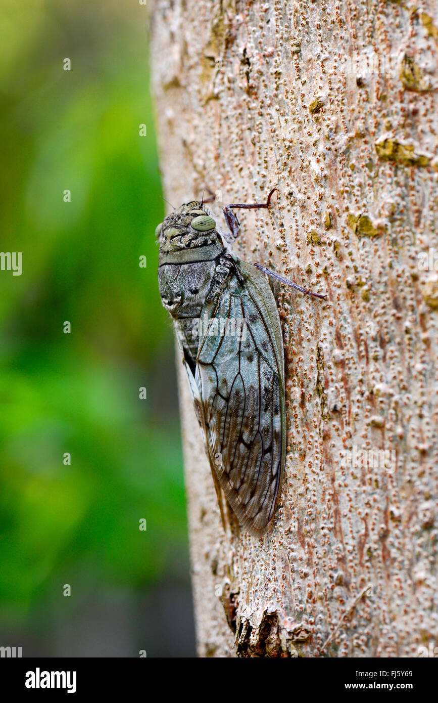African cicada hi-res stock photography and images - Alamy