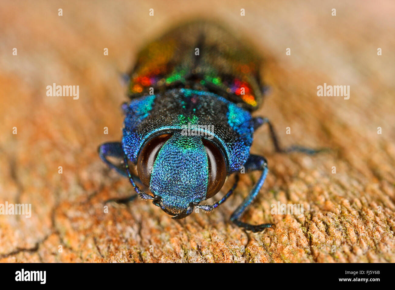 Jewel beetle, Wood-boring beetle (Anthaxia candens), on wood, Germany ...