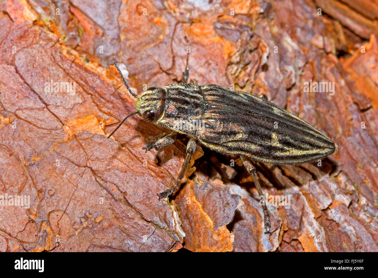European sculptured pine borer (Chalcophora mariana), on bark, Germany ...