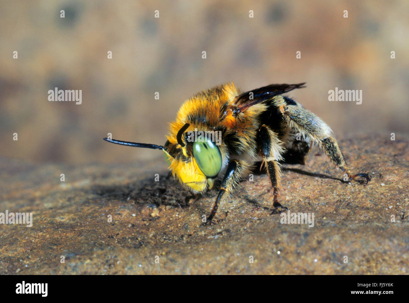 Little Flower-Bee (Anthophora bimaculata), male, Germany Stock Photo ...
