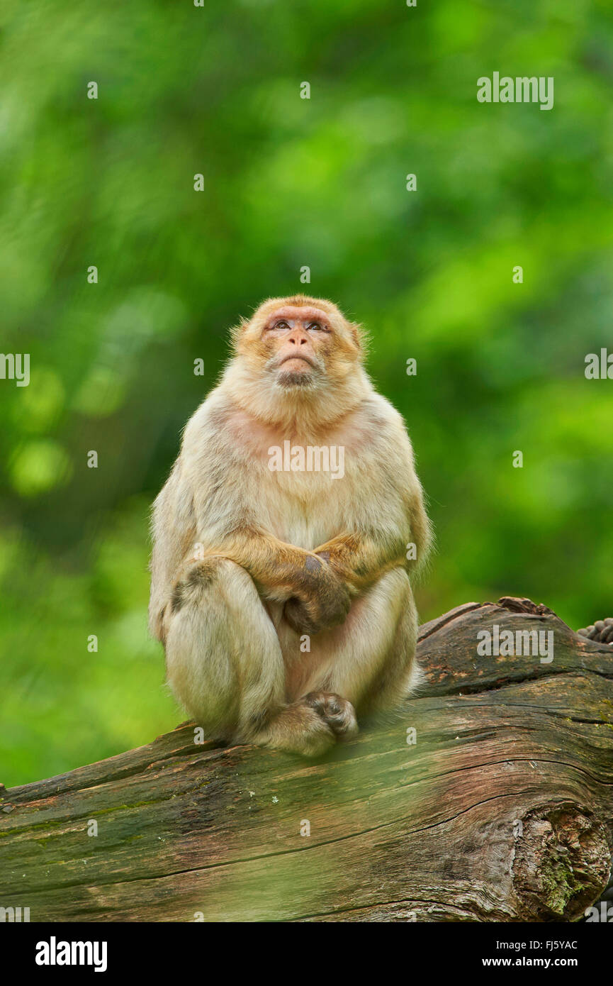 barbary ape, barbary macaque (Macaca sylvanus), resting on a branch ...