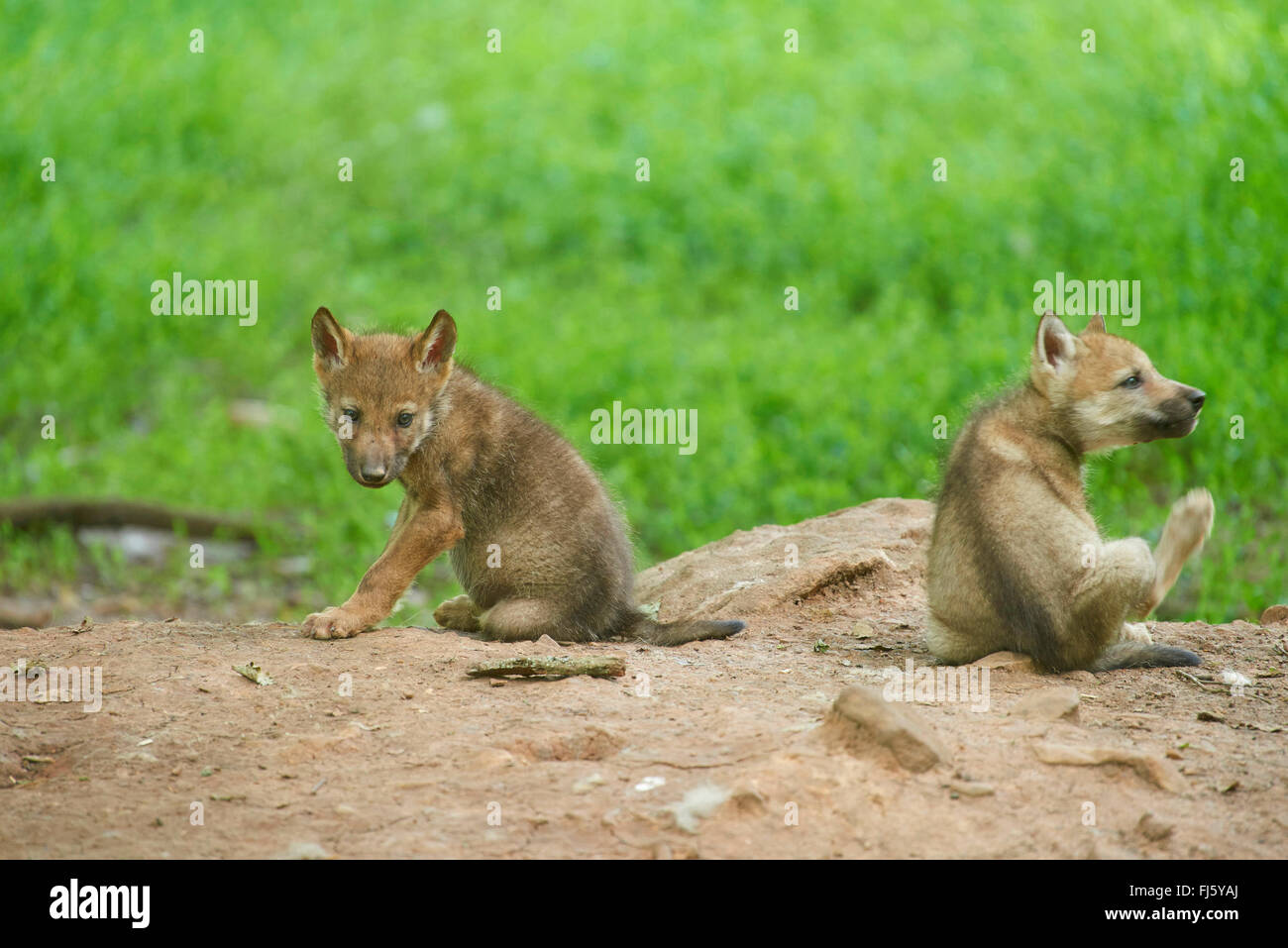 European gray wolf (Canis lupus lupus), two side by side sitting wolf ...