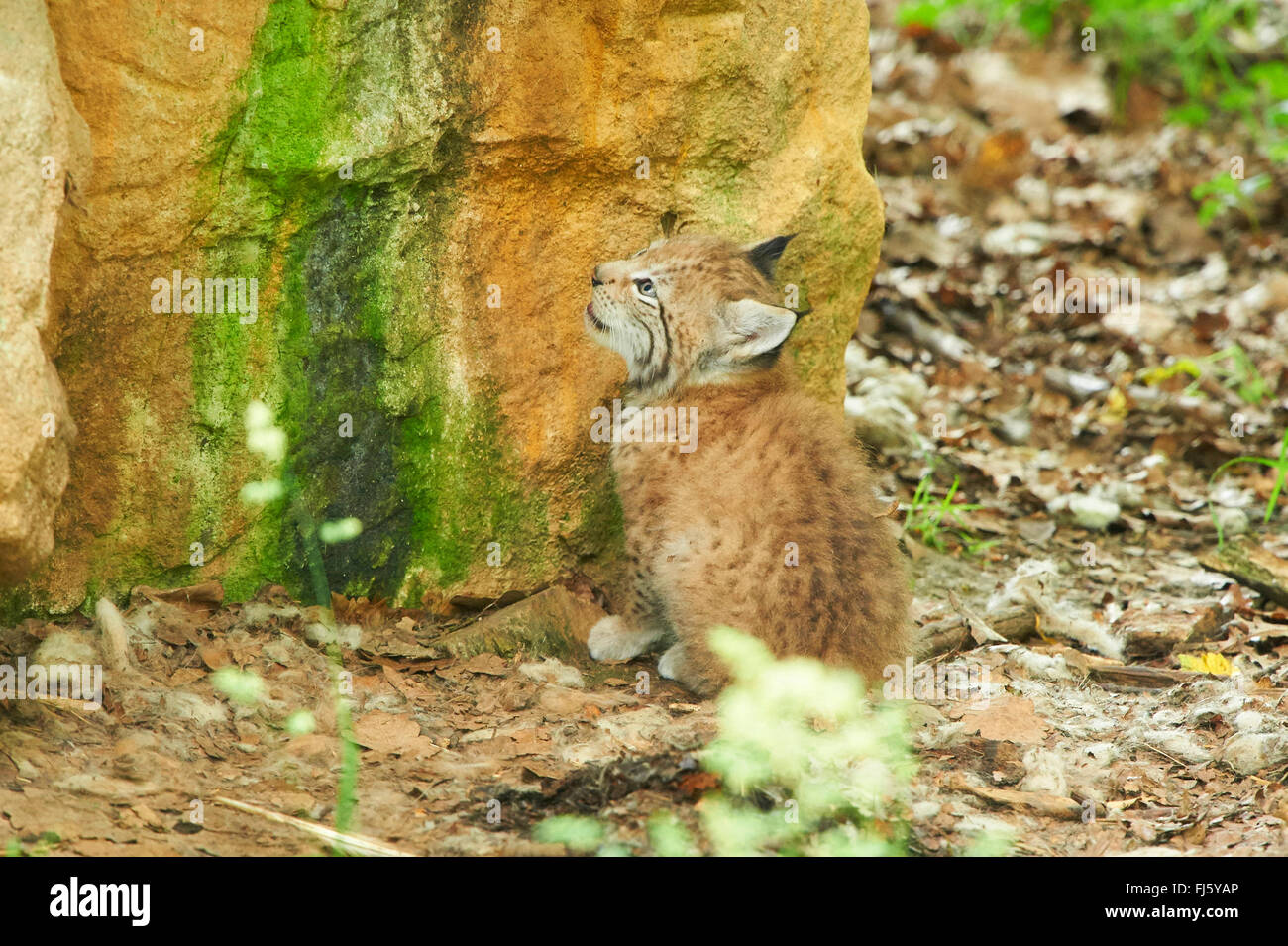northern lynx (Lynx lynx lynx), pup, Germany, Bavaria Stock Photo - Alamy