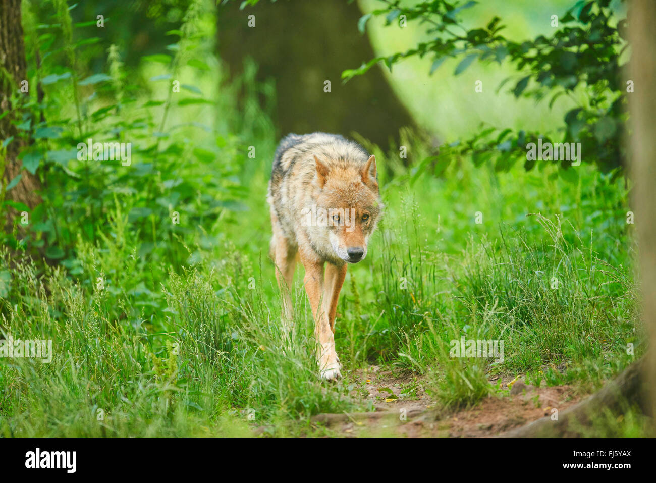 European gray wolf (Canis lupus lupus), wolf stalking through grass ...