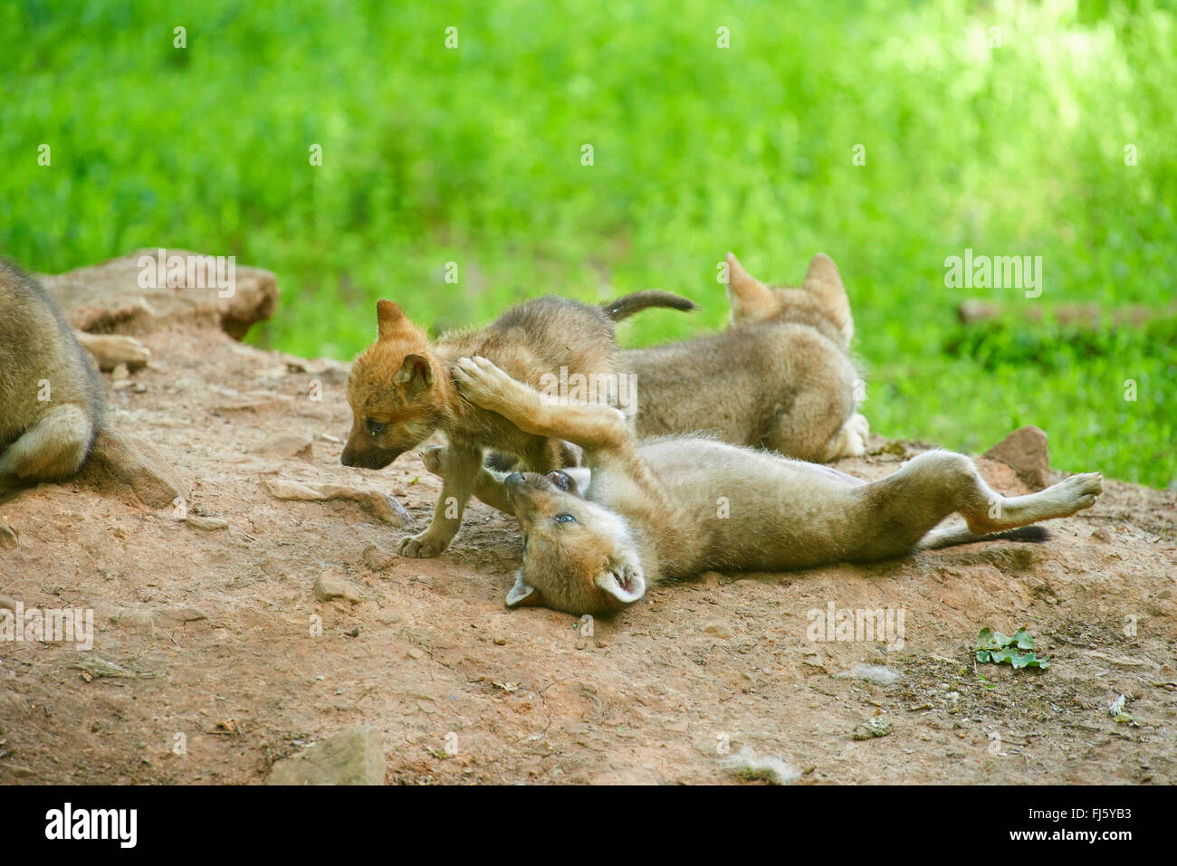 European gray wolf (Canis lupus lupus), romping wolf cubs, Germany, Bavaria Stock Photo - Alamy