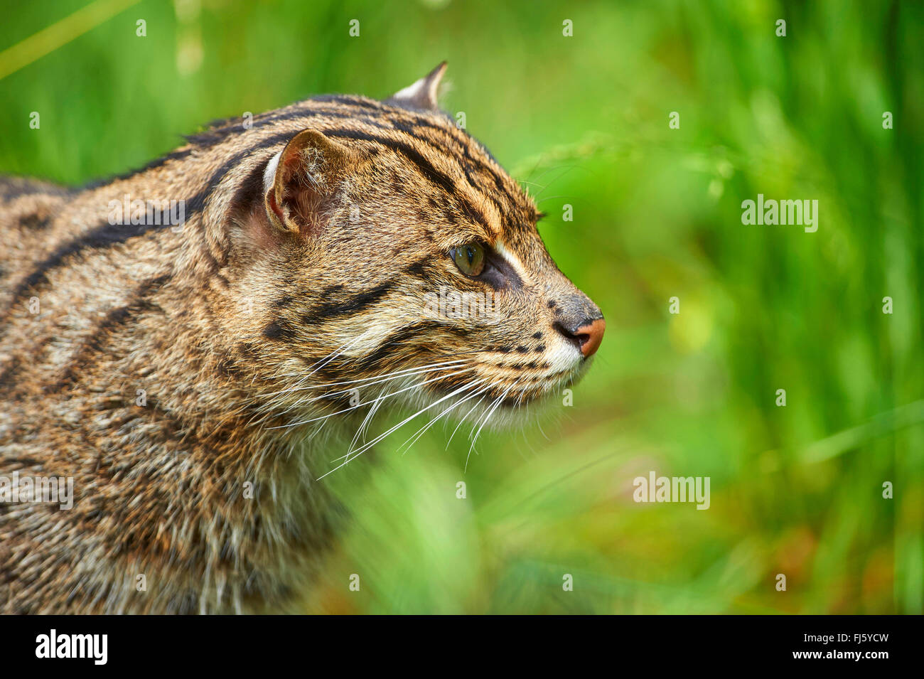 Prionailurus Viverrinus