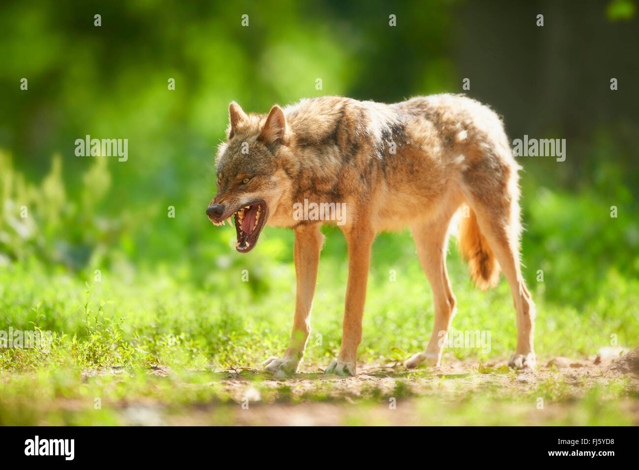 Wolf Baring Teeth High Resolution Stock Photography and Images - Alamy