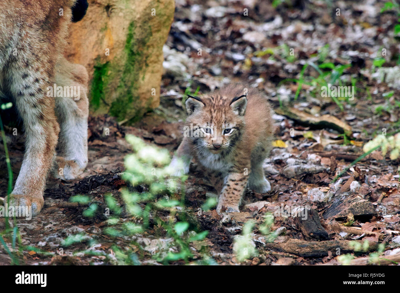 northern lynx (Lynx lynx lynx), pup, Germany, Bavaria Stock Photo - Alamy