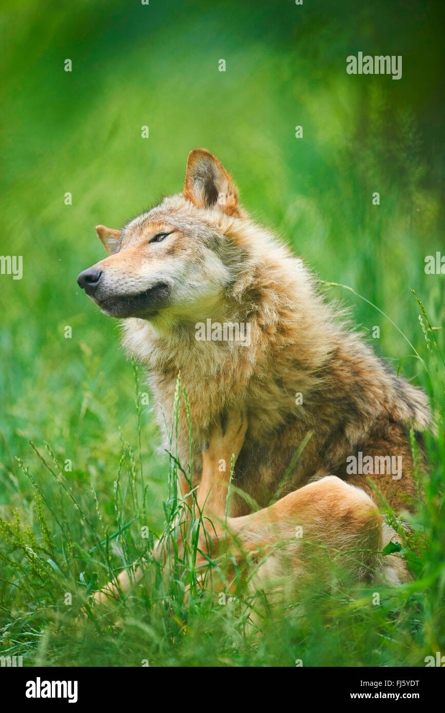 Wolf sitting hi-res stock photography and images - Alamy