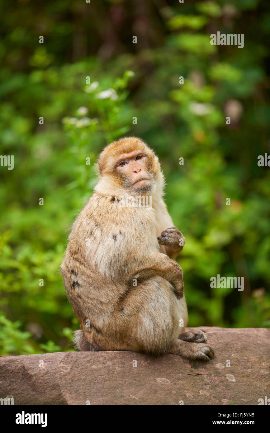 barbary ape, barbary macaque (Macaca sylvanus), resting on a branch ...