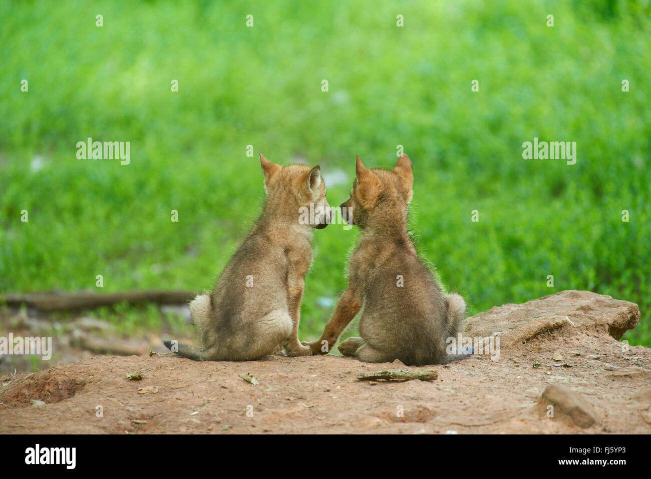 Wolf sitting behind hi-res stock photography and images - Alamy