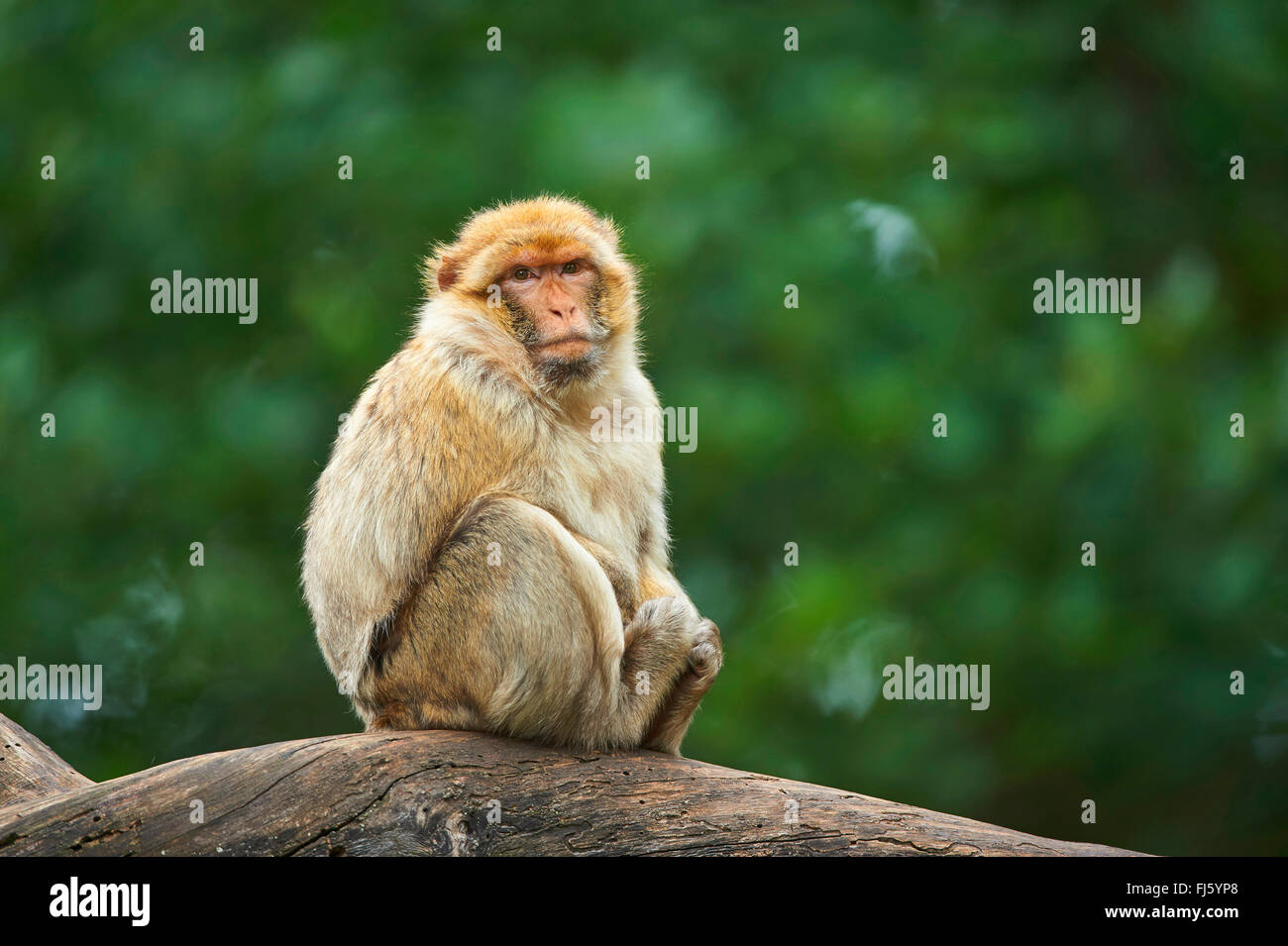 barbary ape, barbary macaque (Macaca sylvanus), resting on a branch ...