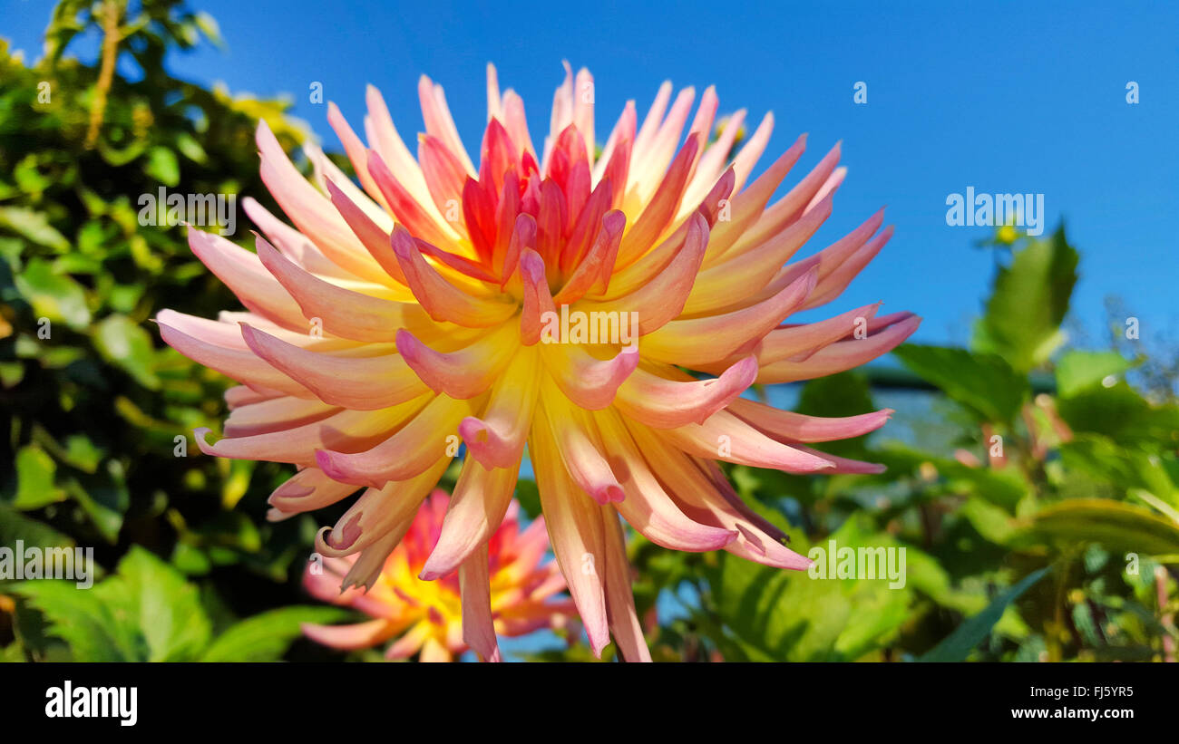 georgina (Dahlia spec.), flower of a cactus dahlia Stock Photo - Alamy