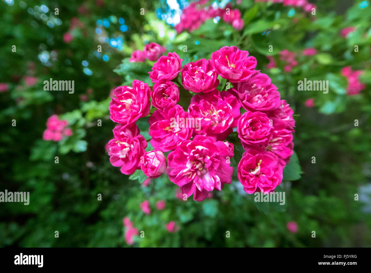 Crataegus laevigata midland hawthorn hi-res stock photography and ...