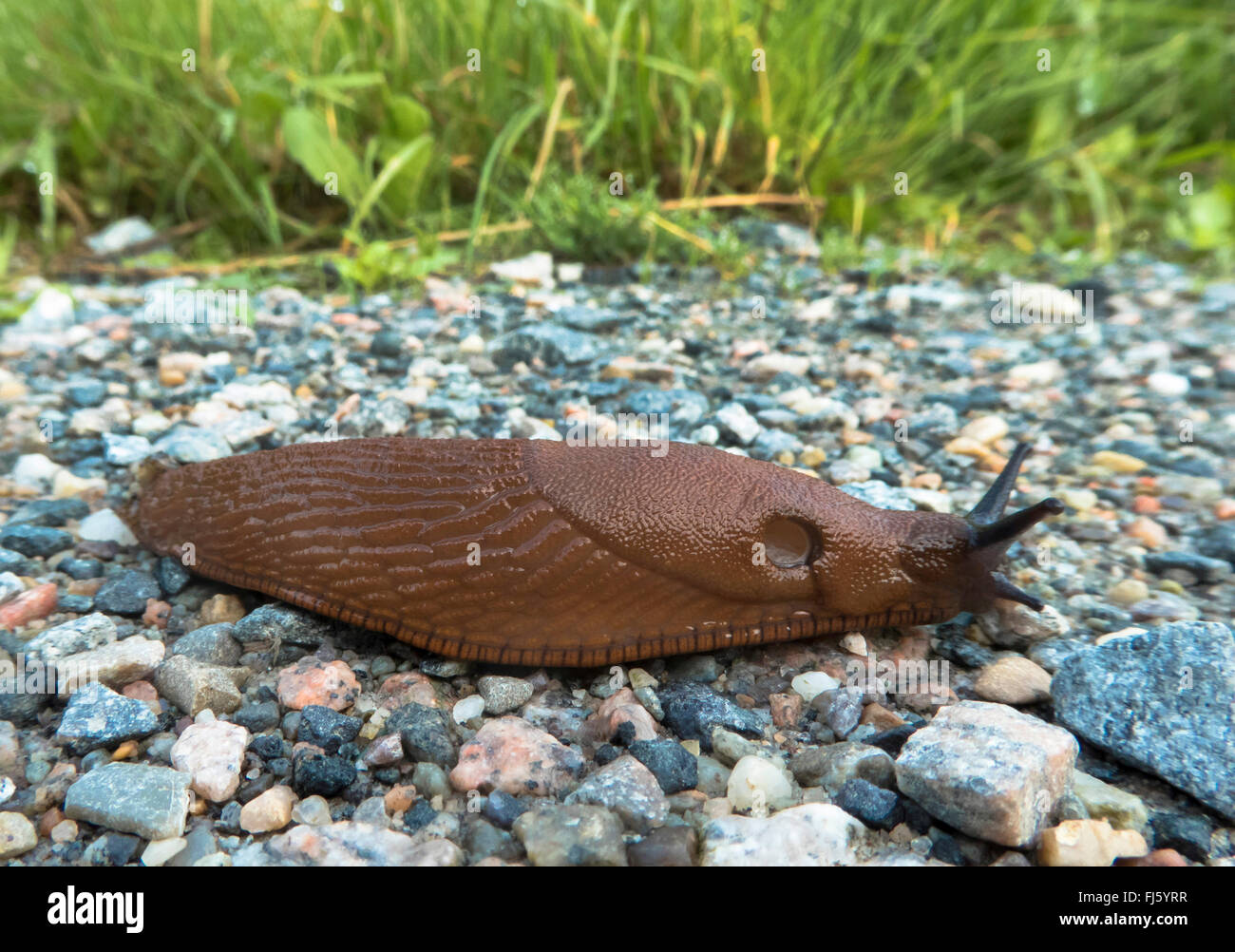 Dusky Arion, Dusky Slug, Dusky Arion Slug (Arion subfuscus, Arion ...