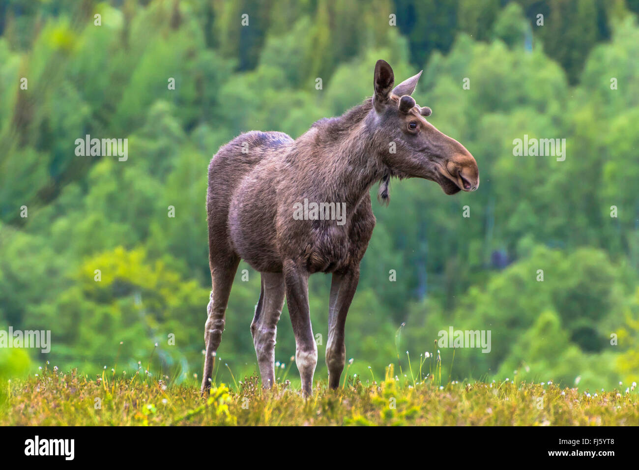 elk, European moose (Alces alces alces), Moose in velvet, Norway ...