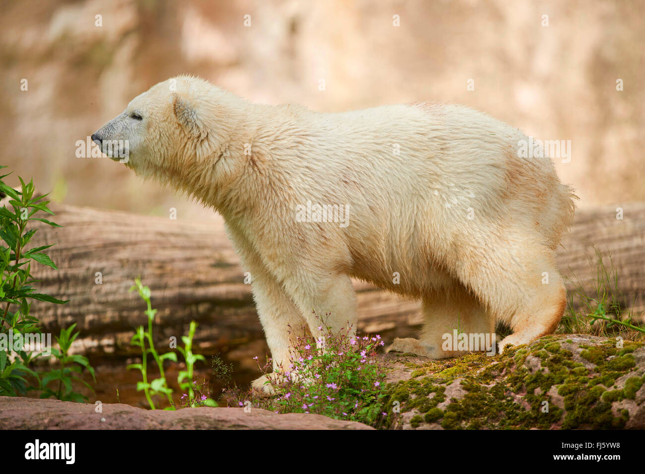Wild animal enclosures hi-res stock photography and images - Alamy