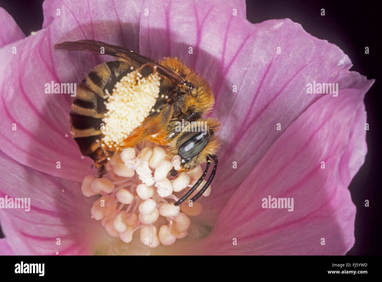 Tetralonia malvae hi-res stock photography and images - Alamy