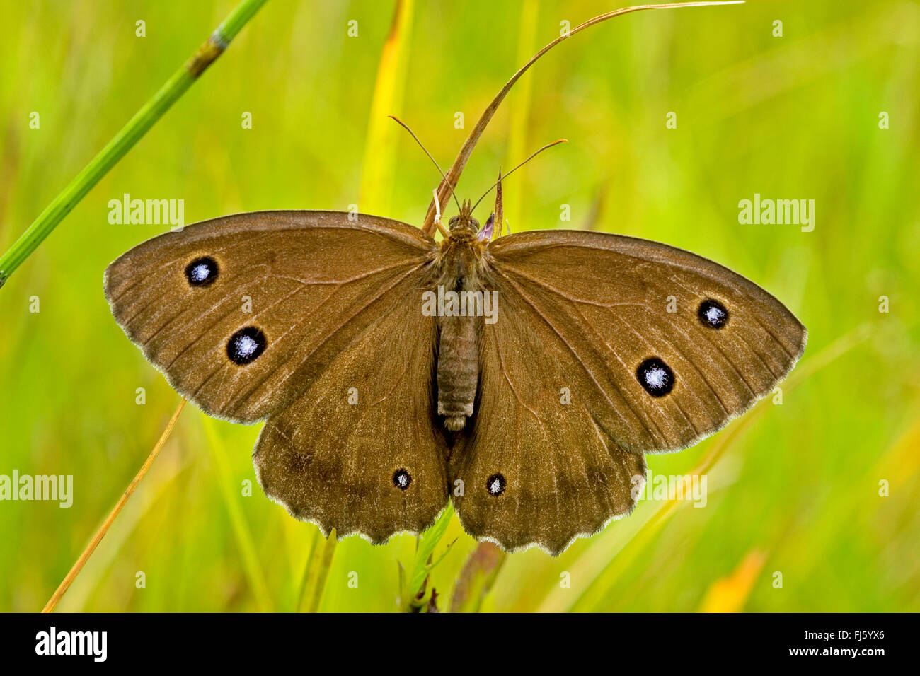 Satyrus dryas hi-res stock photography and images - Alamy