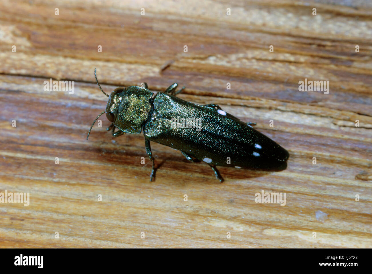 Oak splendor beetle, Oak splendour beetle, Two spotted oak buprestid ...