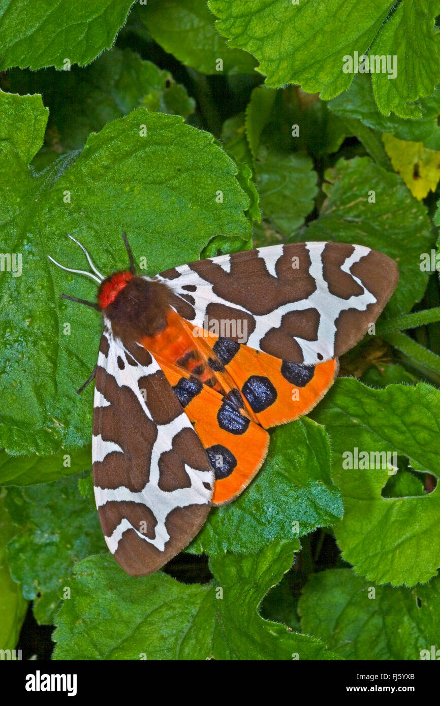 Garden tiger moth, Great tiger moth (Arctia caja), on a leaf, Germany ...