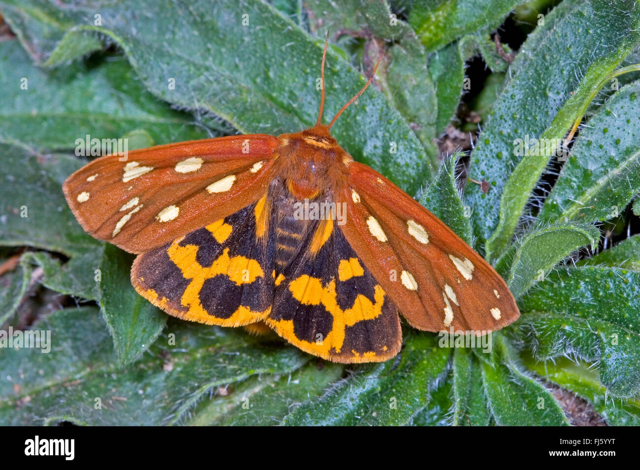 Brown tiger moth hi-res stock photography and images - Alamy