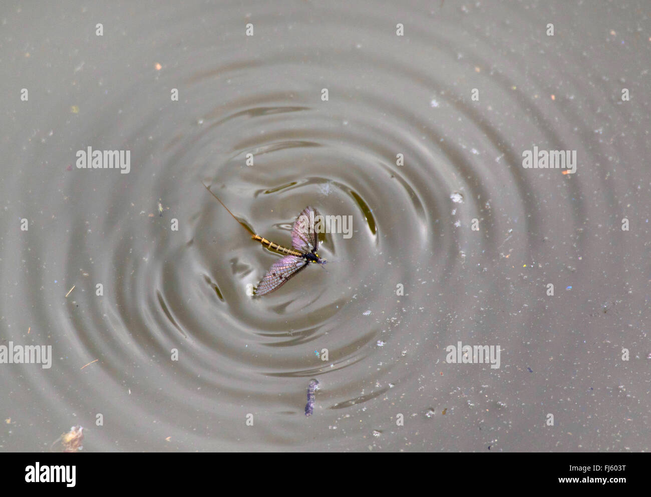 Dieing animals hi-res stock photography and images - Alamy