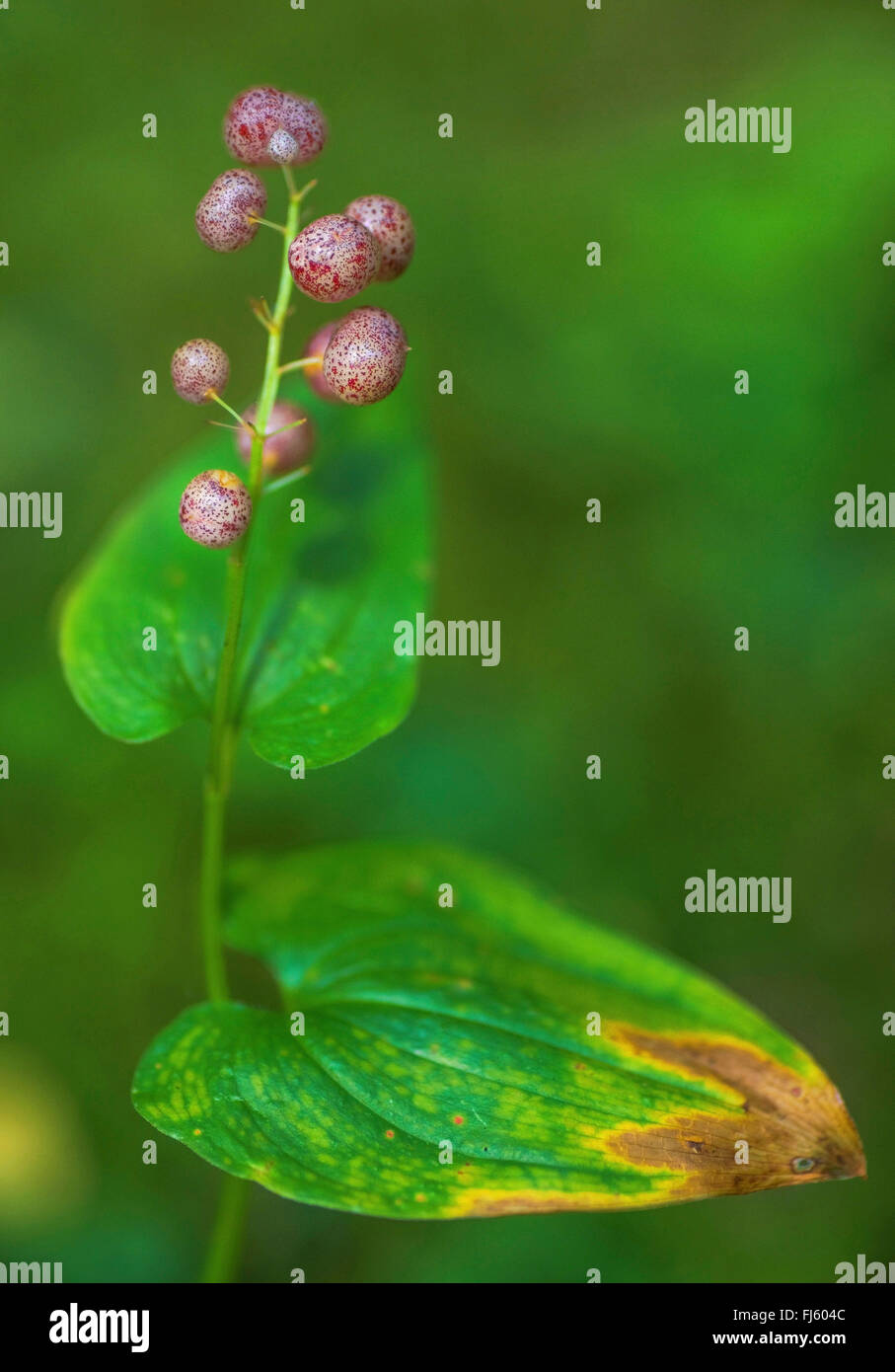 may lily (Maianthemum bifolium), fruits, Germany, Bavaria, Oberbayern ...