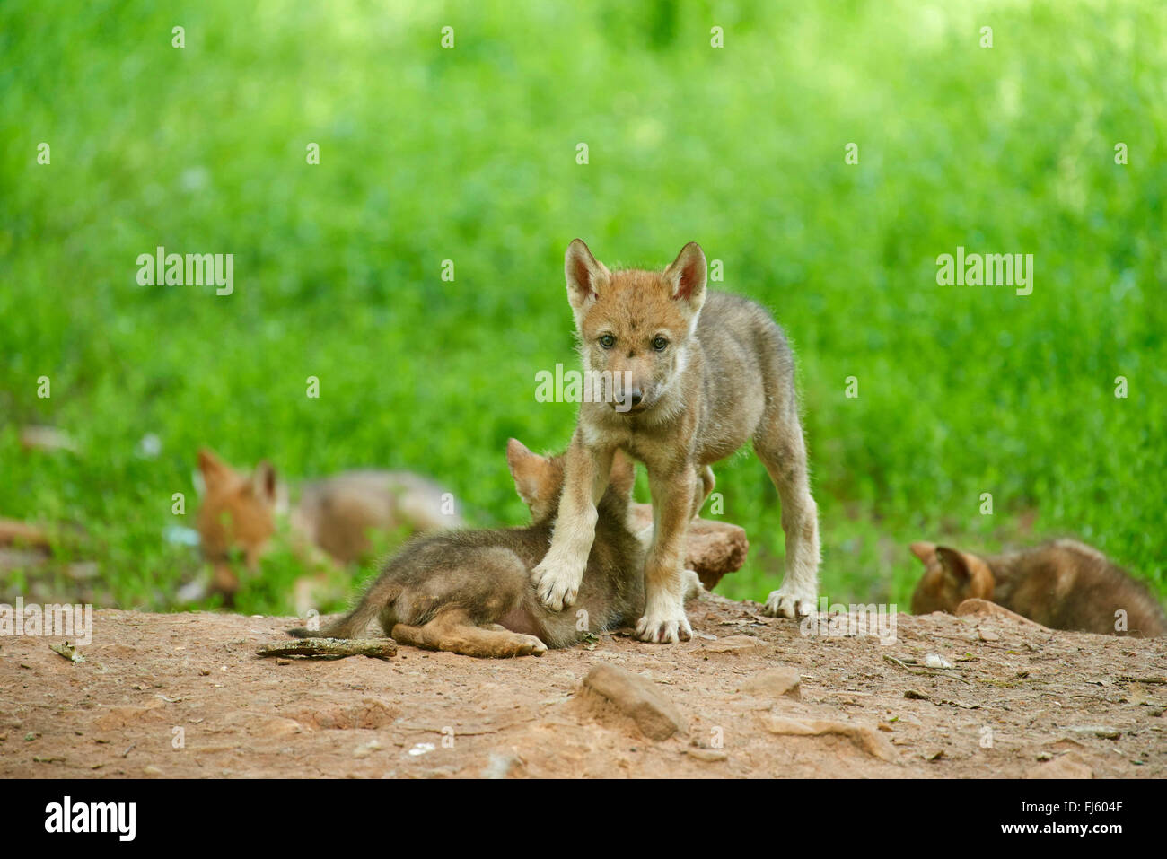 Wolf with cub hi-res stock photography and images - Alamy