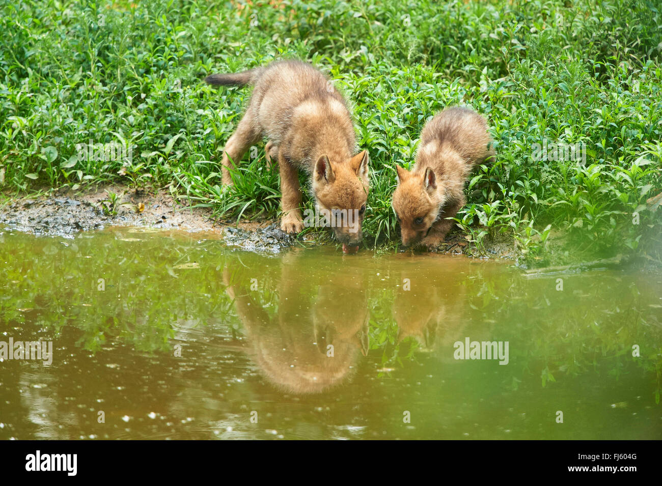 European gray wolf (Canis lupus lupus), two wolf cubs drinking on the waterfront, Germany ...