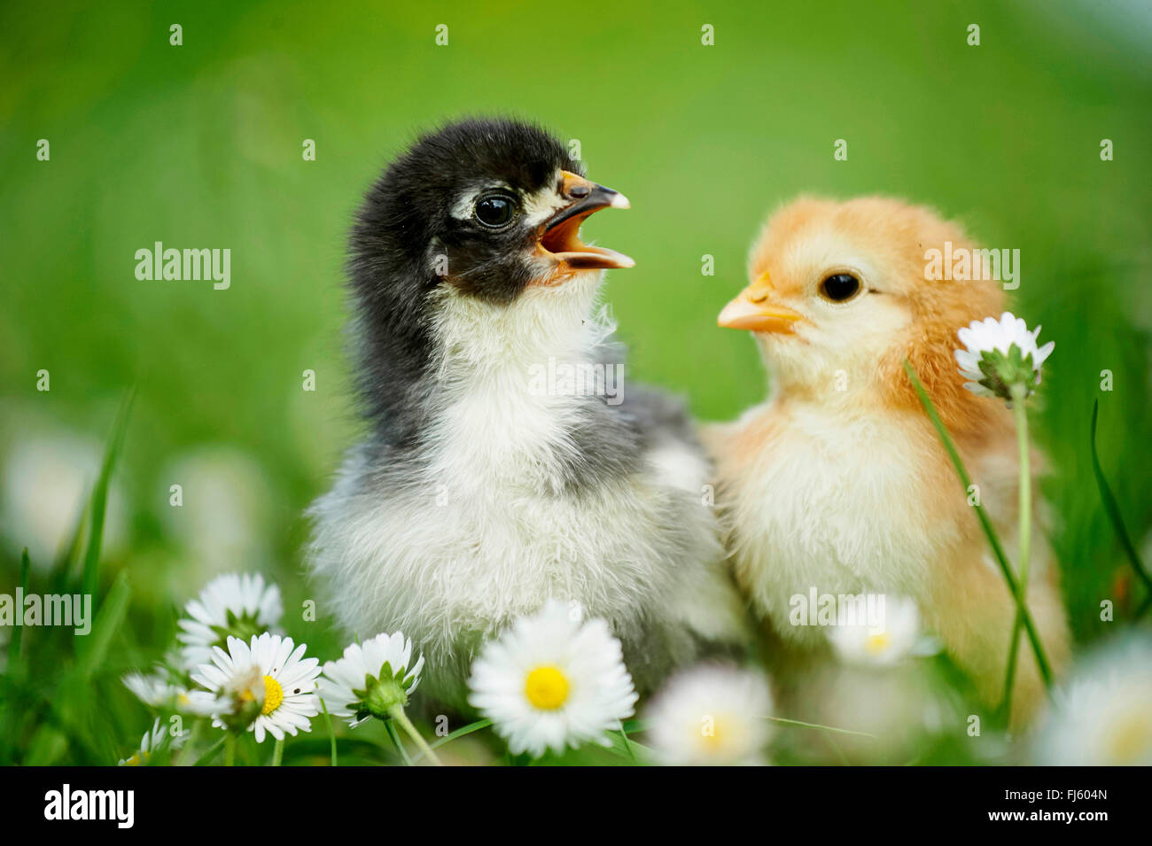 domestic fowl (Gallus gallus f. domestica), two chicks in a meadow with ...