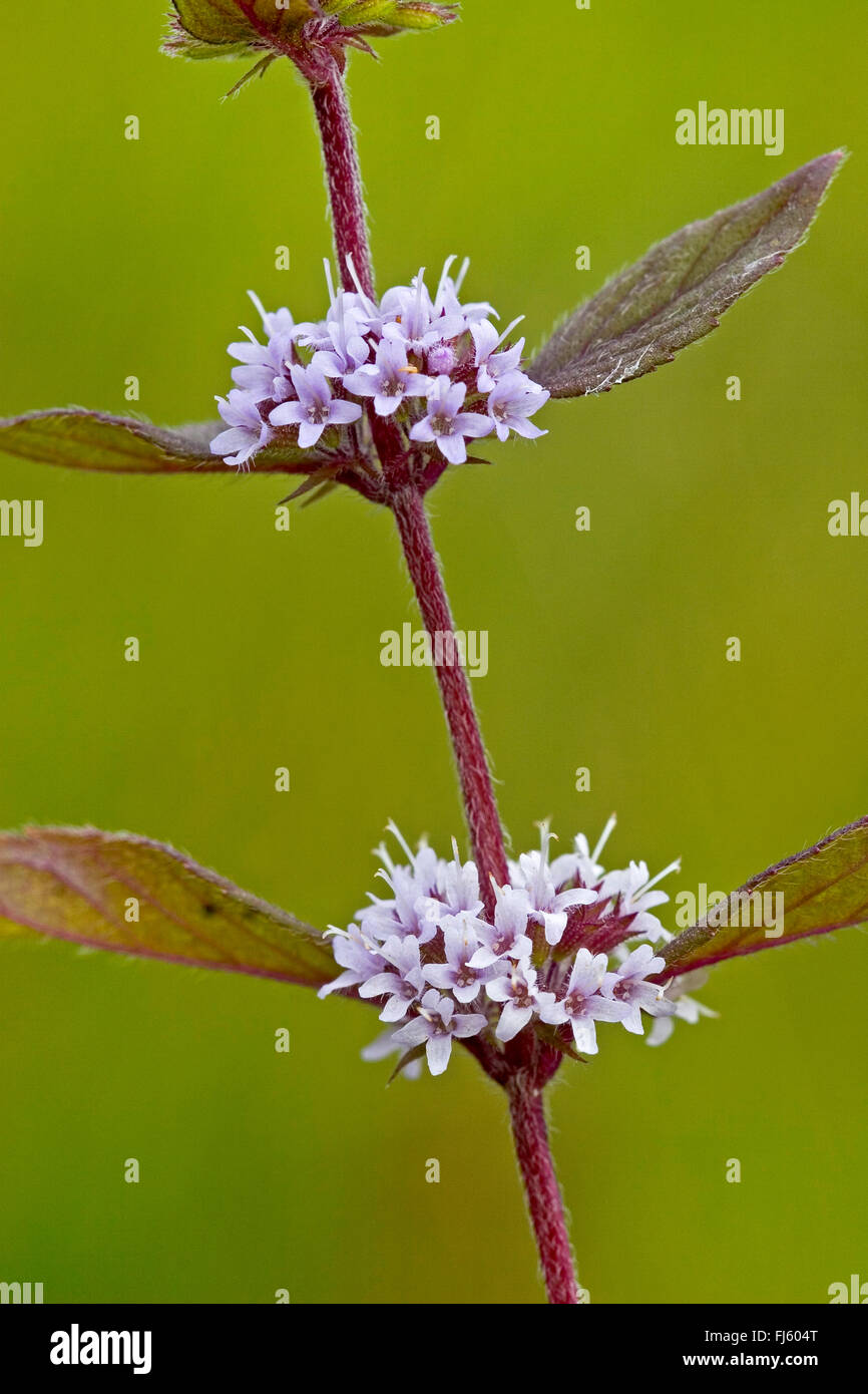 Brook Mint, Canadian Mint, Common Mint, Corn Mint, European Corn Mint ...
