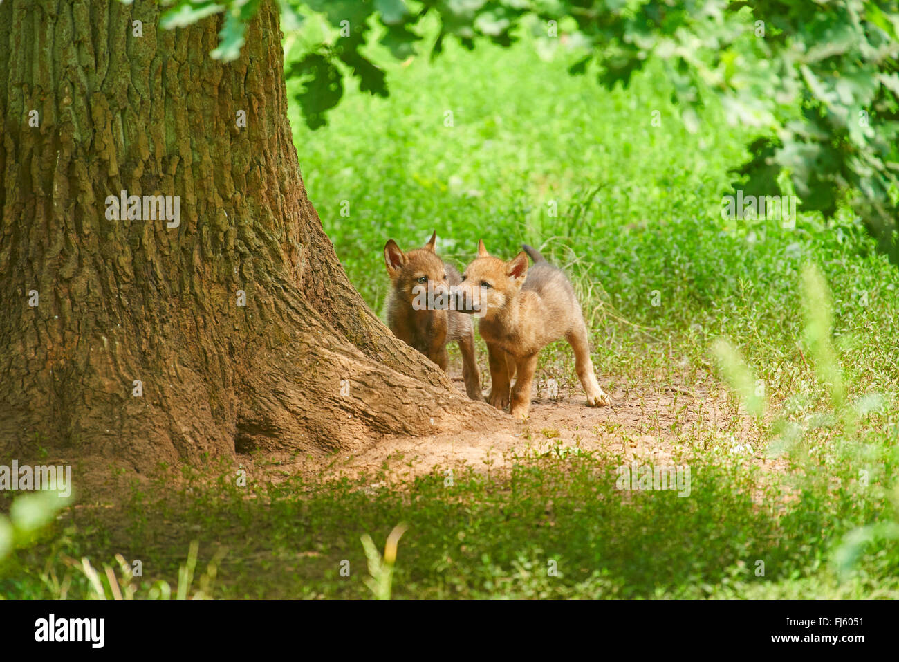 European gray wolf (Canis lupus lupus), two wolf cubs at a tree, Germany, Bavaria Stock Photo ...