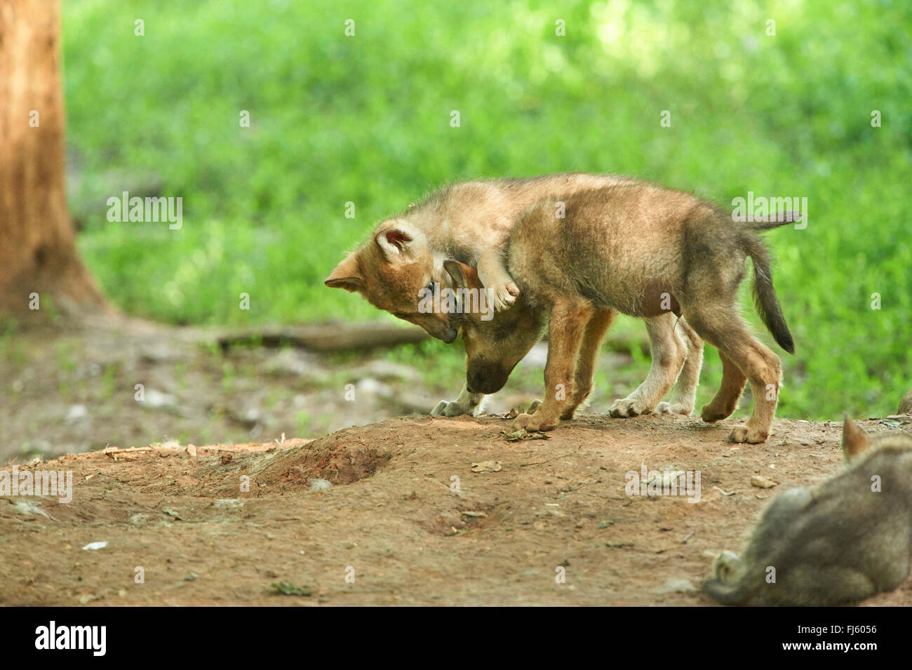 European gray wolf (Canis lupus lupus), two romping wolf cubs, Germany, Bavaria Stock Photo - Alamy