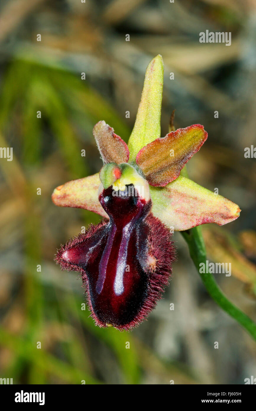 Bosom orchid (Ophrys mammosa), single flower Stock Photo - Alamy