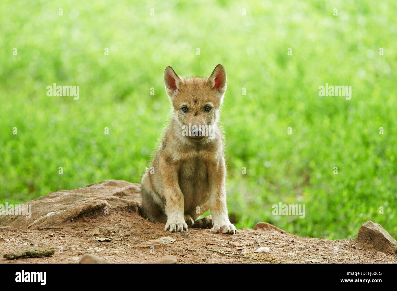 Wolf And Cub On Back