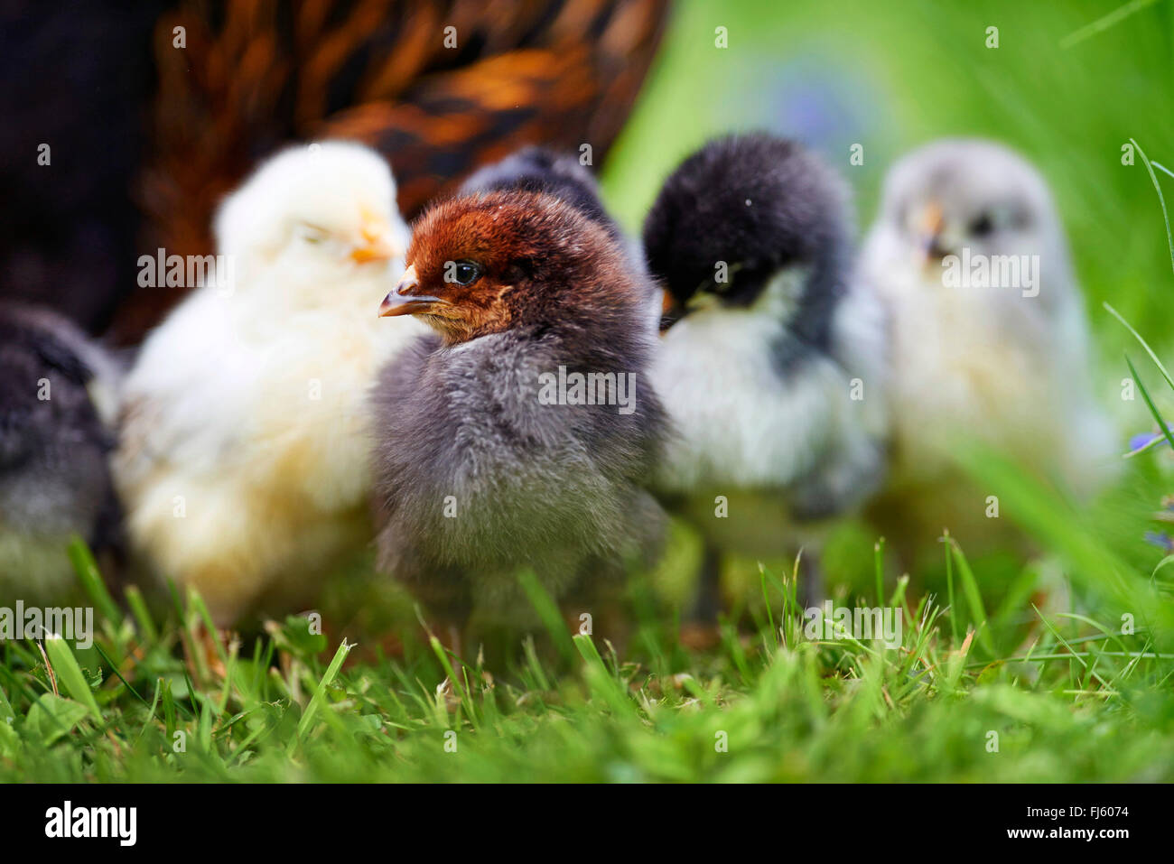 domestic fowl (Gallus gallus f. domestica), chicks in a meadow, Germany ...