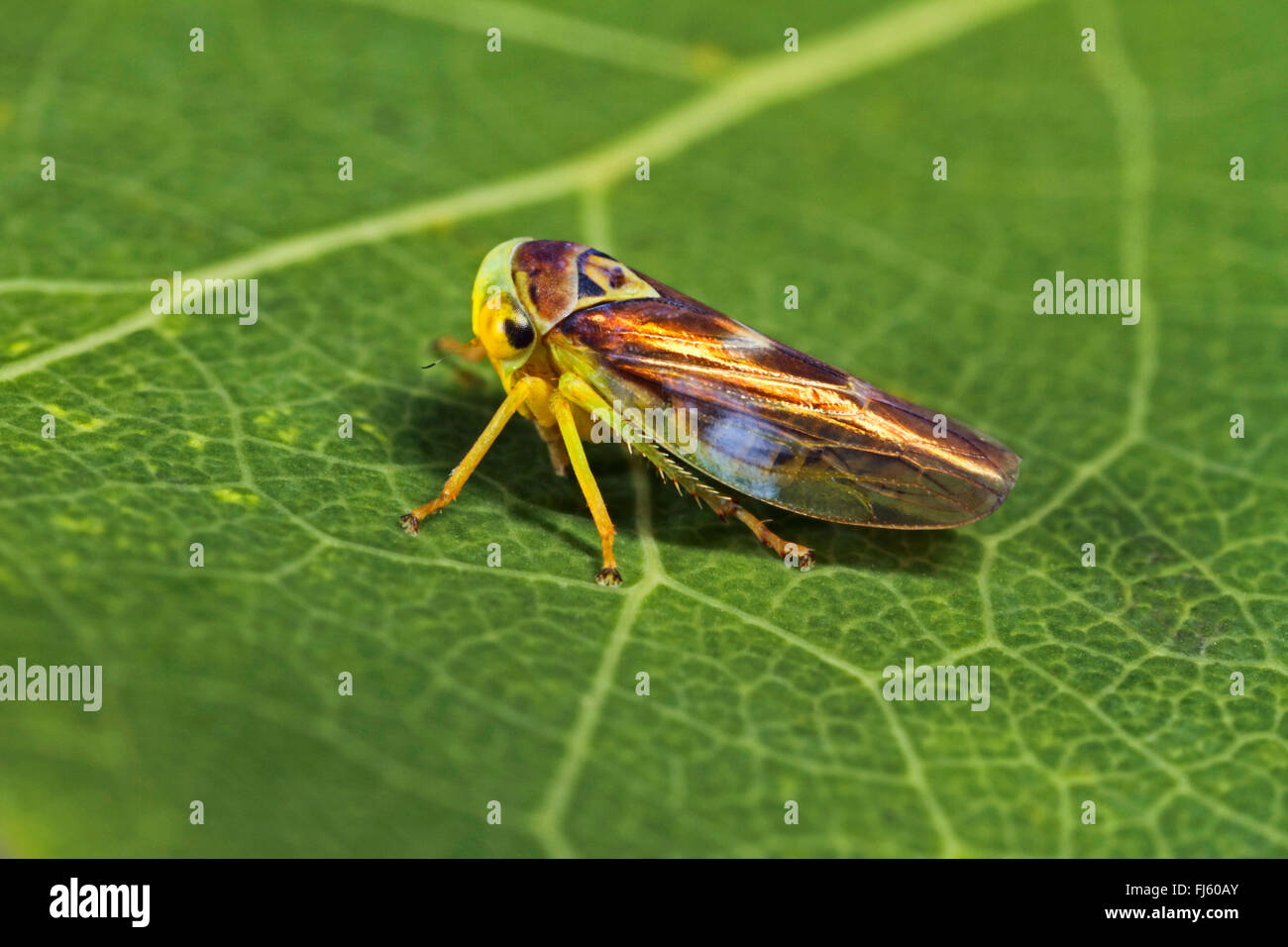 cicada (Populicerus populi, Idiocerus populi), sits on a leaf, Germany ...