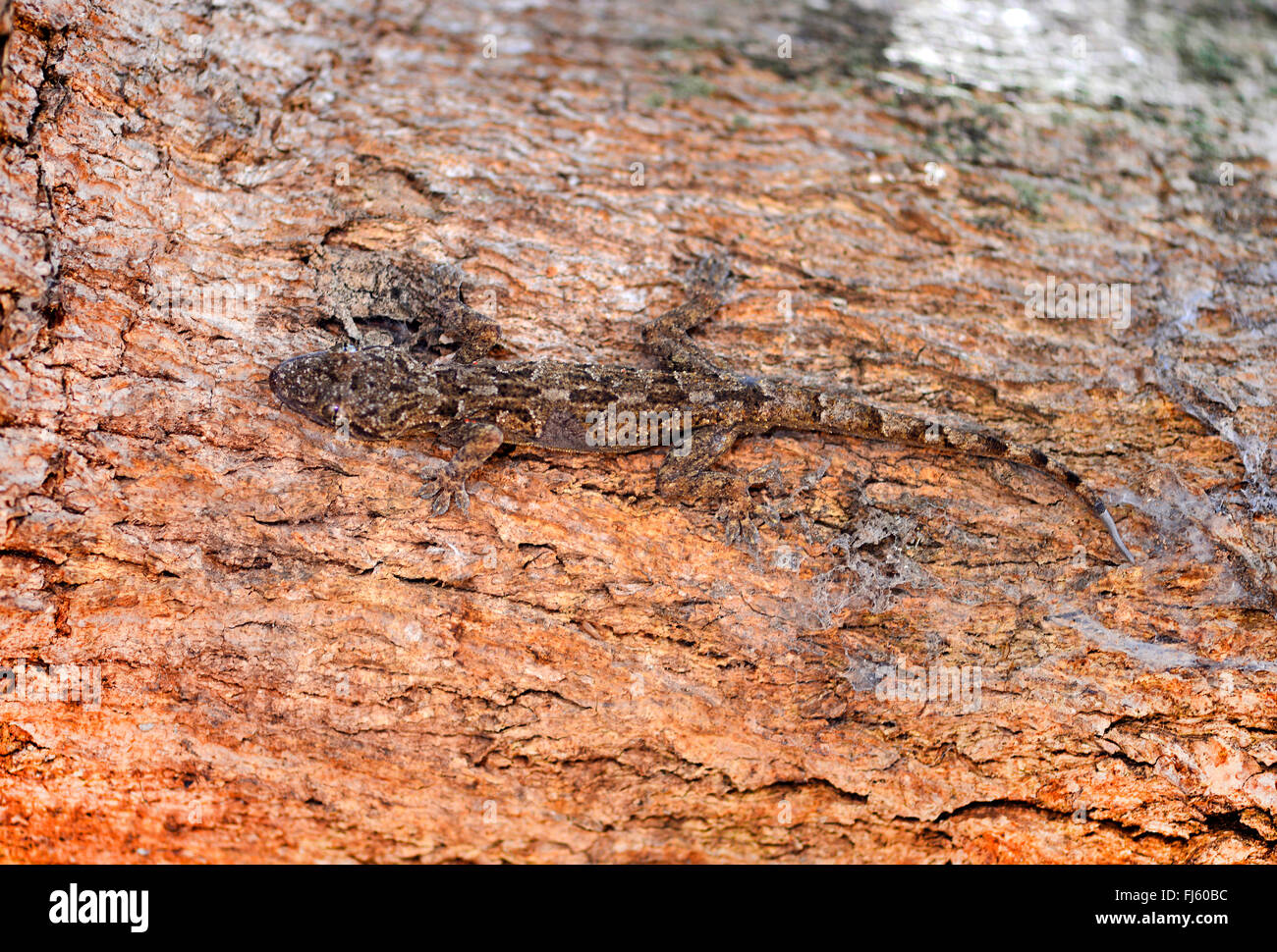 Tree gecko, Flathead Leaf-toed Gecko, Baobab Gecko (Hemidactylus ...