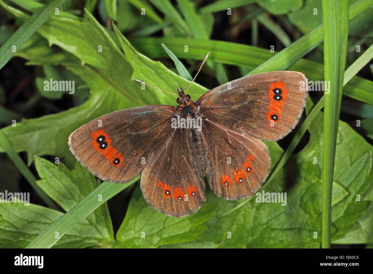 Scotch Argus, Scotch-Argus (Erebia aethiops), sits on a leaf, Germany ...