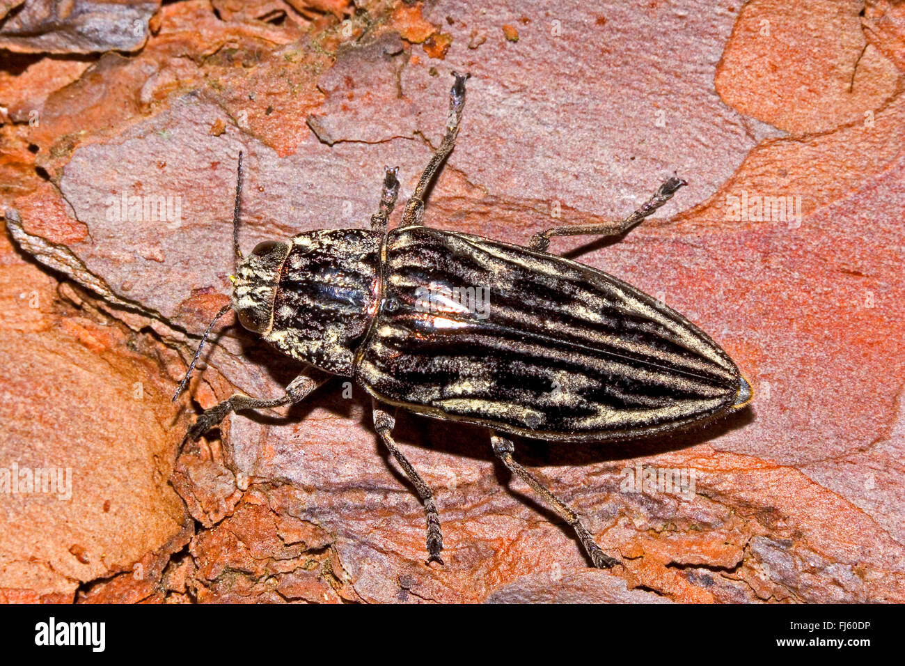 European sculptured pine borer (Chalcophora mariana), on bark, Germany ...