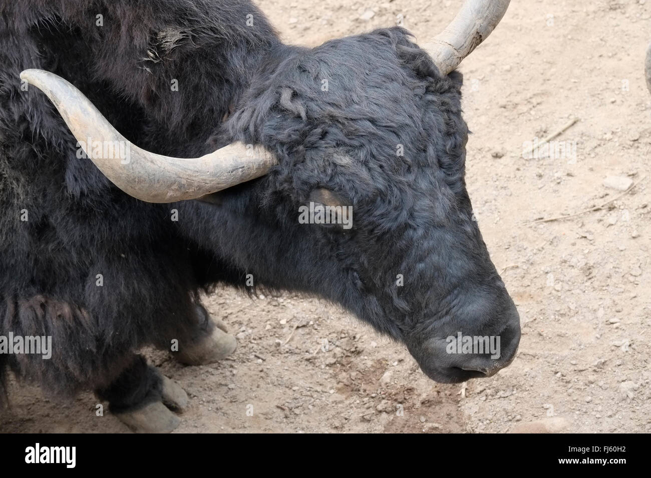A Wild Yak, Padmaja Naidu Himalayan Zoological Park, Darjeeling, West ...