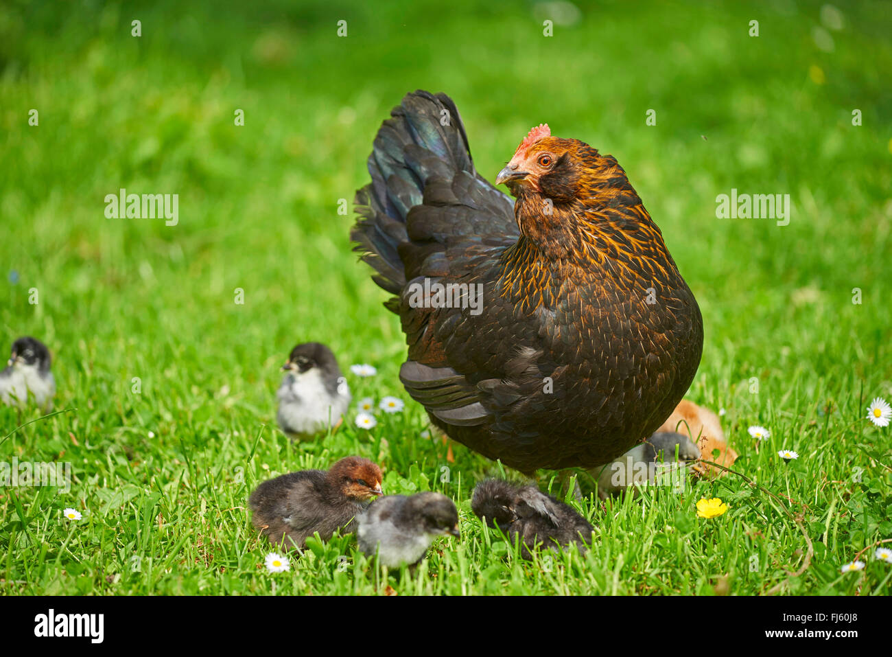 domestic fowl (Gallus gallus f. domestica), domestic hen with chicks in ...